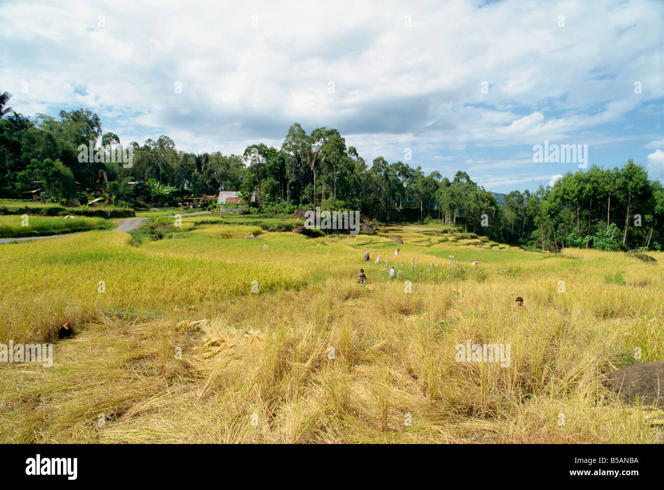 Toraja area hi-res stock photography and images - Alamy