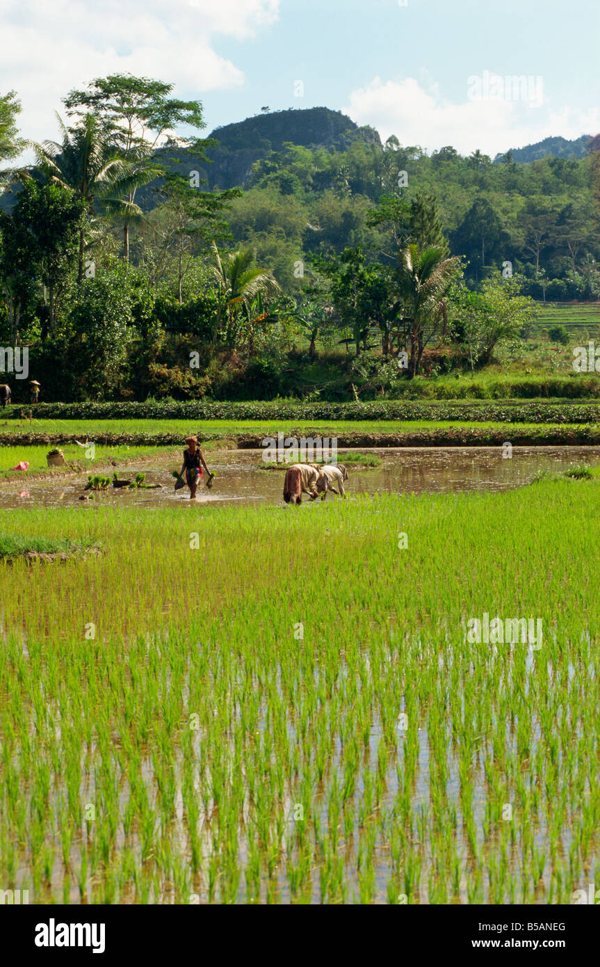 Planting rice, Toraja area, Sulawesi, Indonesia, Southeast Asia Stock ...