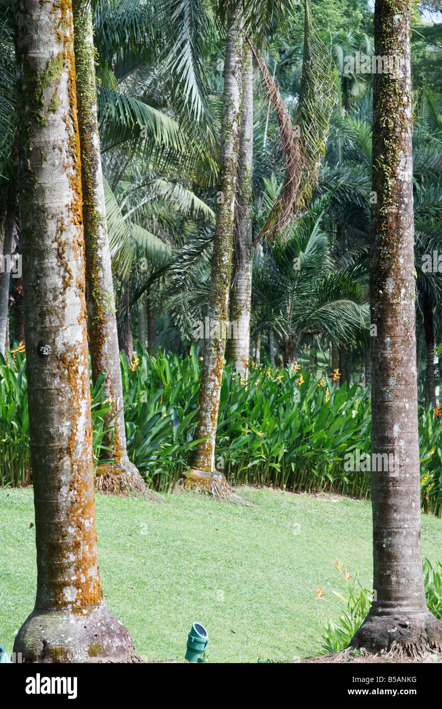 Rain tree singapore botanic gardens hi-res stock photography and images ...