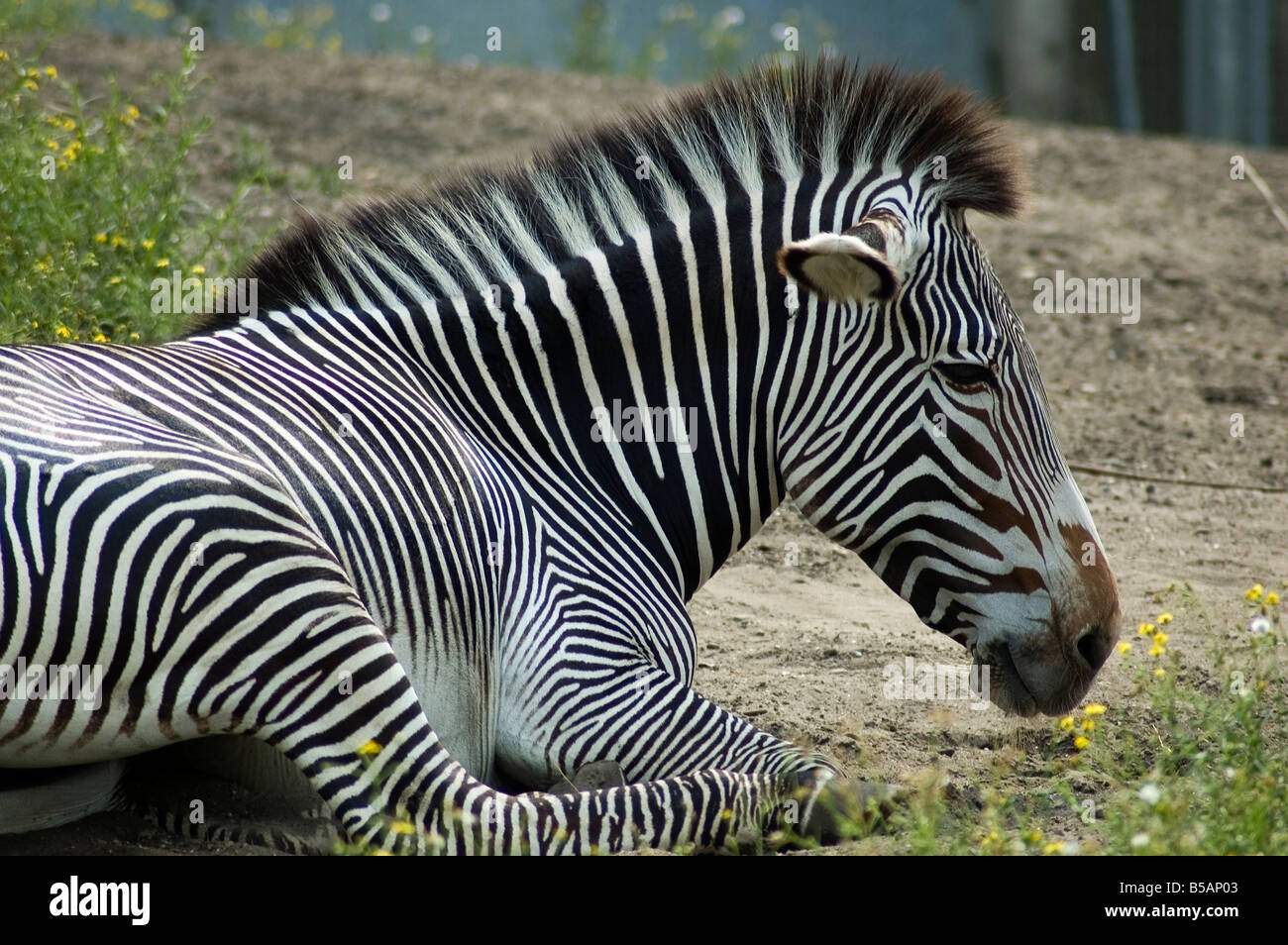 Zebra relaxing in the sun Stock Photo - Alamy
