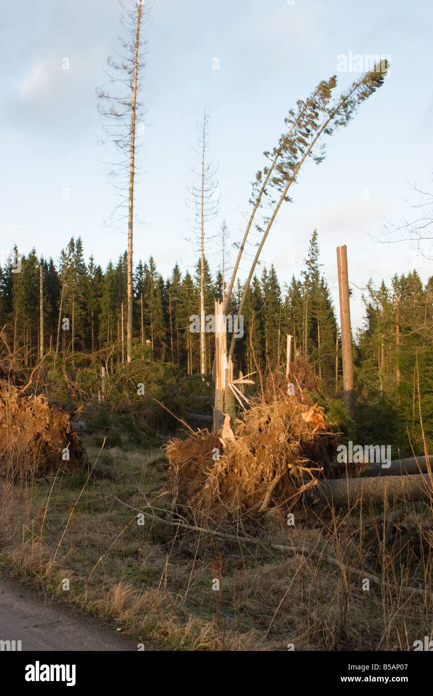 The stumps of broken trees hi-res stock photography and images - Alamy