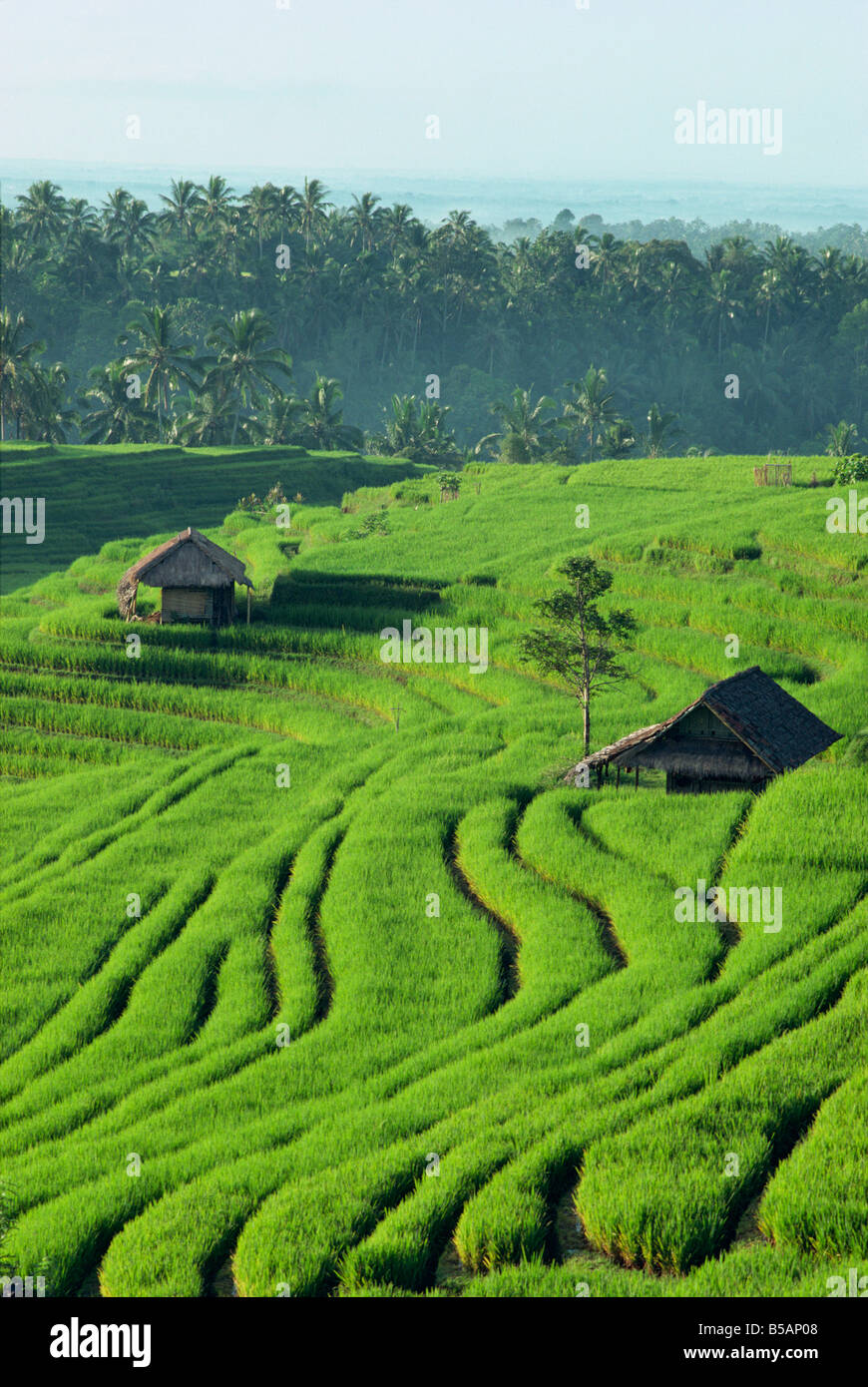 Landscape of lush green rice terraces on Bali Indonesia Asia A Evrard ...