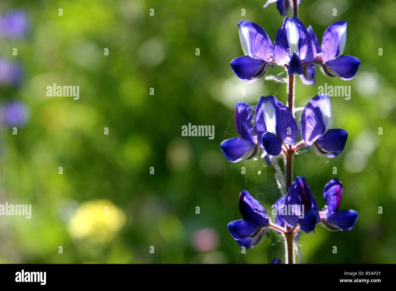 Turmus hi-res stock photography and images - Alamy