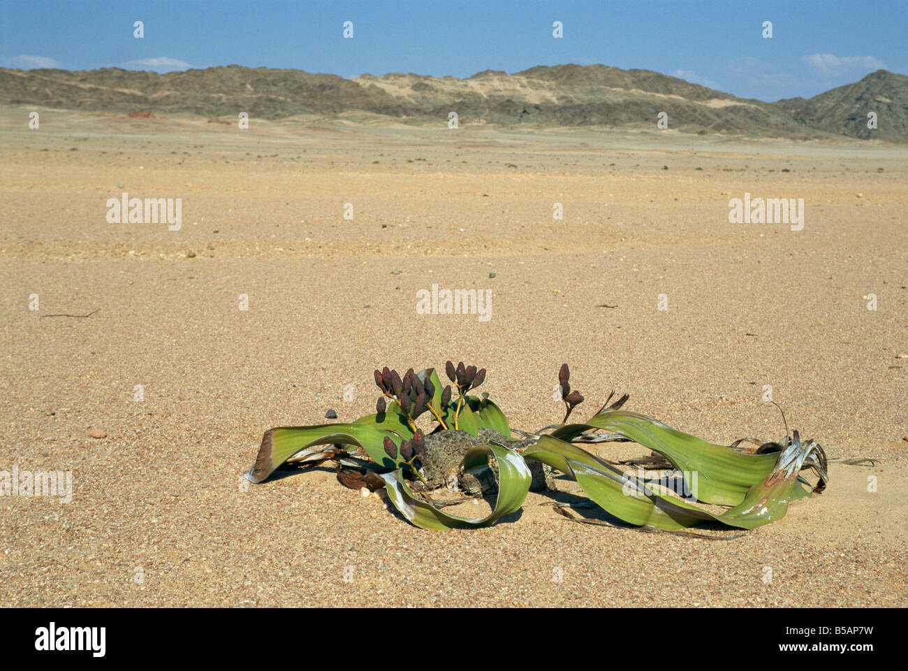 Welwitschia mirabilis plant Namib Naukluft National Park Namibia Africa ...