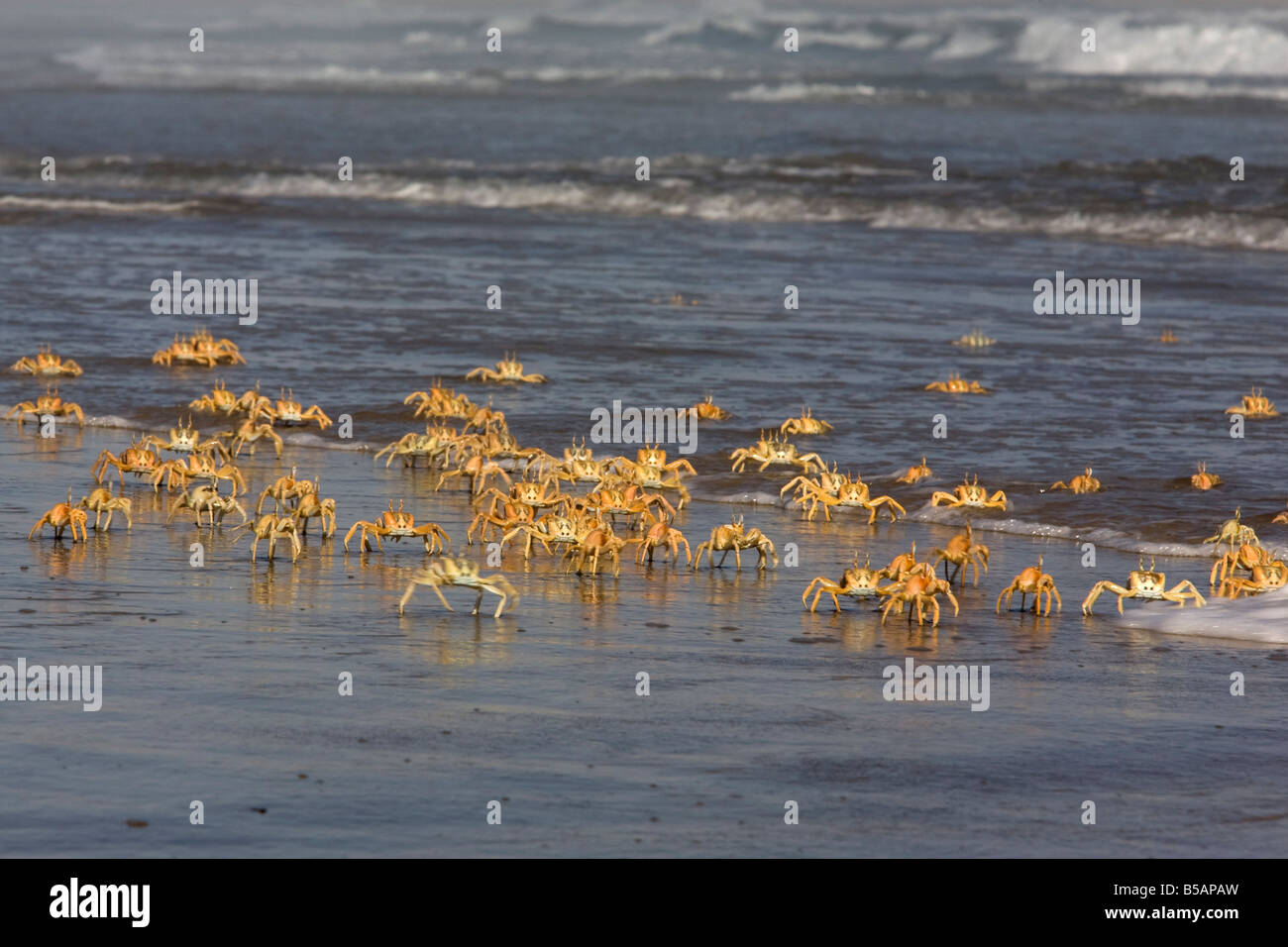 Ghost crab (Ocypode cursor), Atlantic Ocean, Namibia, Africa Stock ...