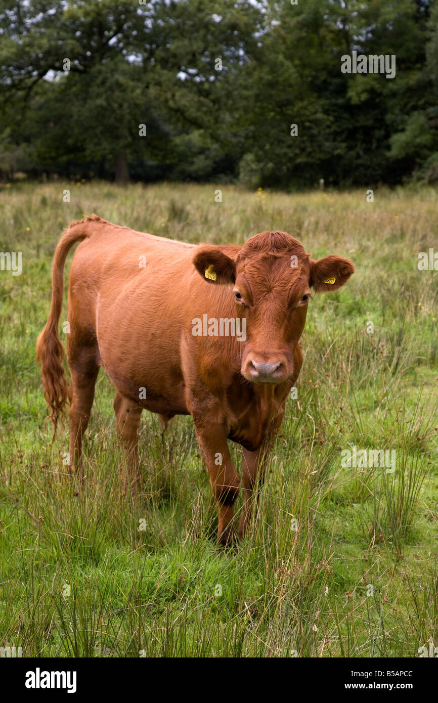 calf grazing meshaw devon Stock Photo - Alamy