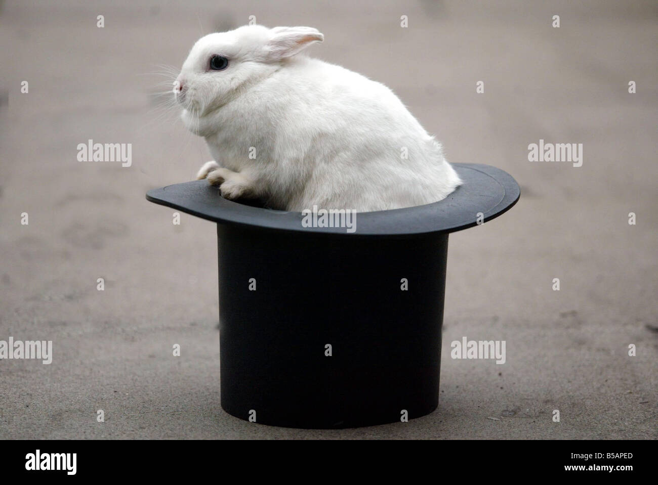 Sapphire the magicians rabbit who is out of work because a council has ...
