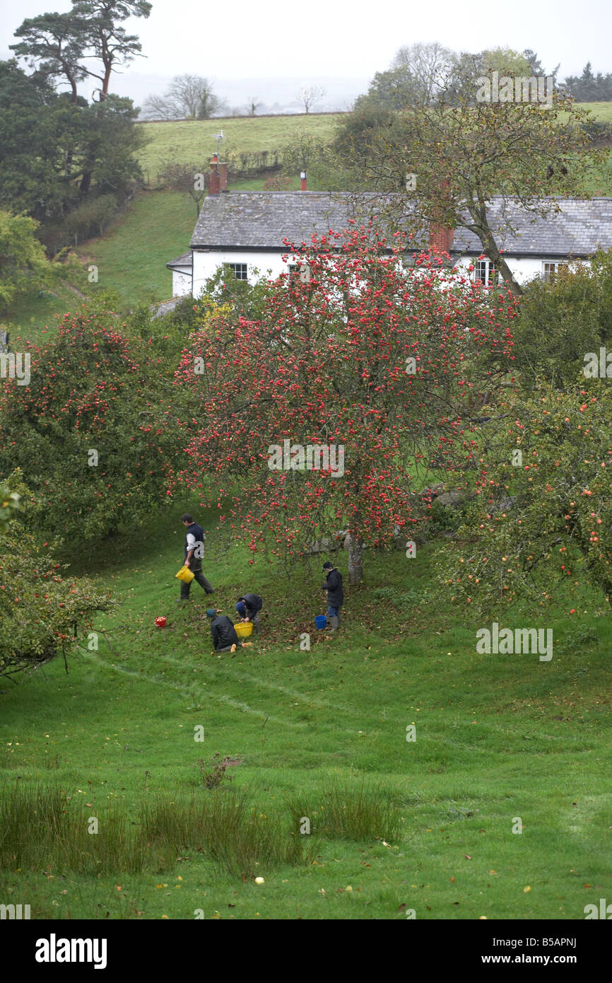Cider production hi-res stock photography and images - Alamy