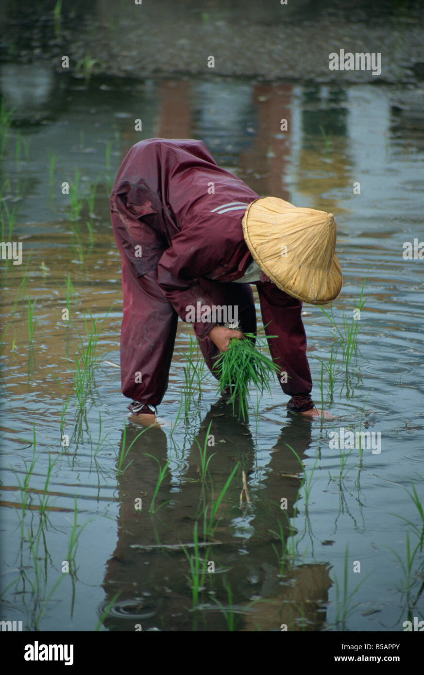 A woman transplanting rice in a paddy field on the Hualien plains in ...