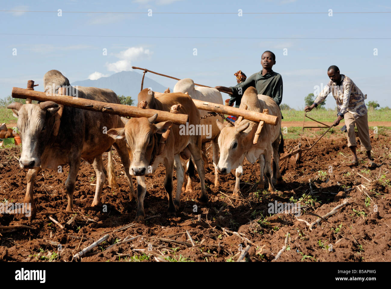 Ploughing oxen africa hi-res stock photography and images - Alamy