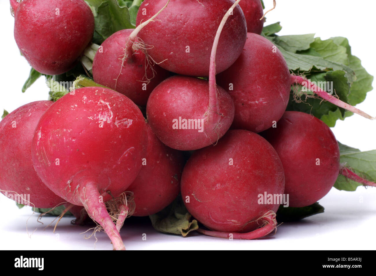 Bundle of fresh little red radish Stock Photo - Alamy