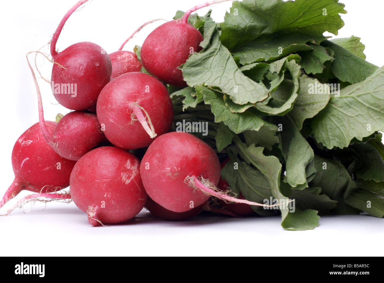 Bundle of fresh little red radish Stock Photo - Alamy