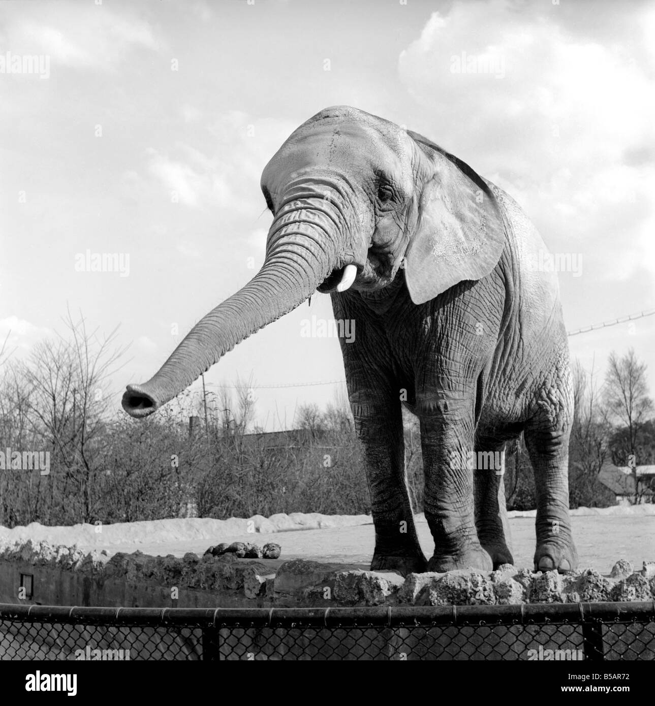 Elephants london zoo hi-res stock photography and images - Alamy