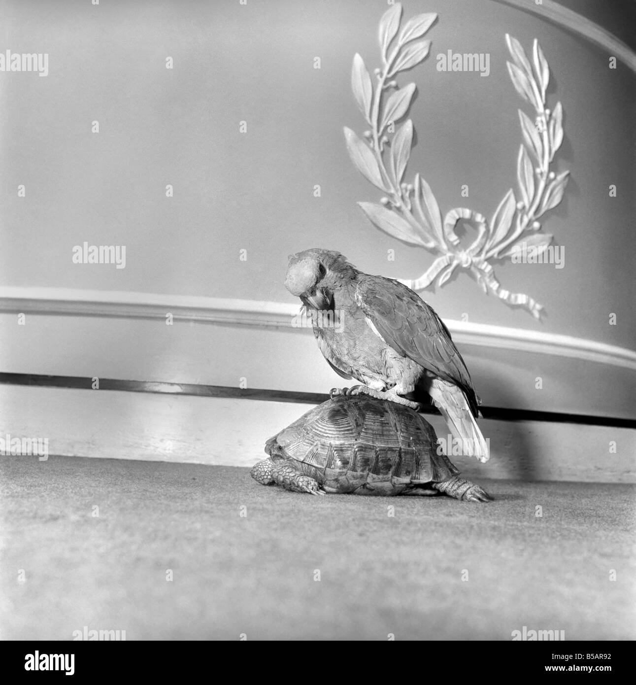 Unusual friendship: Parrot and tortoise. 1964 Stock Photo - Alamy