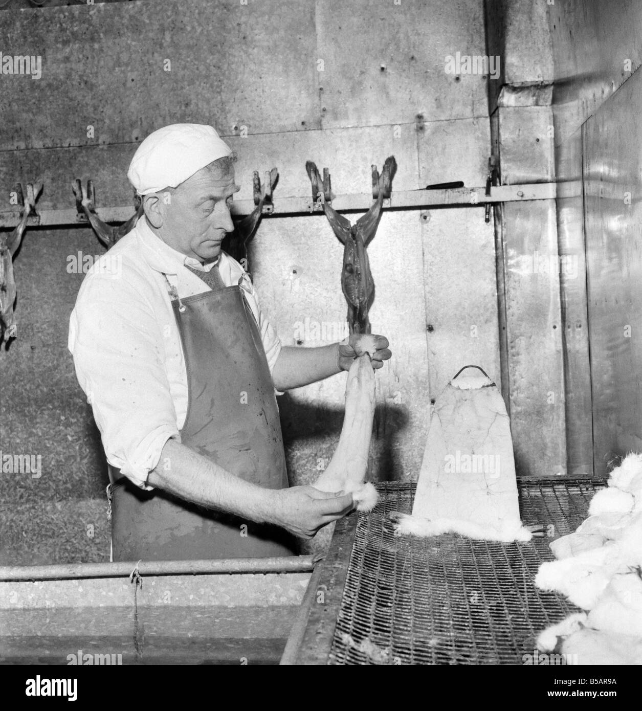 Slaughter of a rabbit hi-res stock photography and images - Alamy