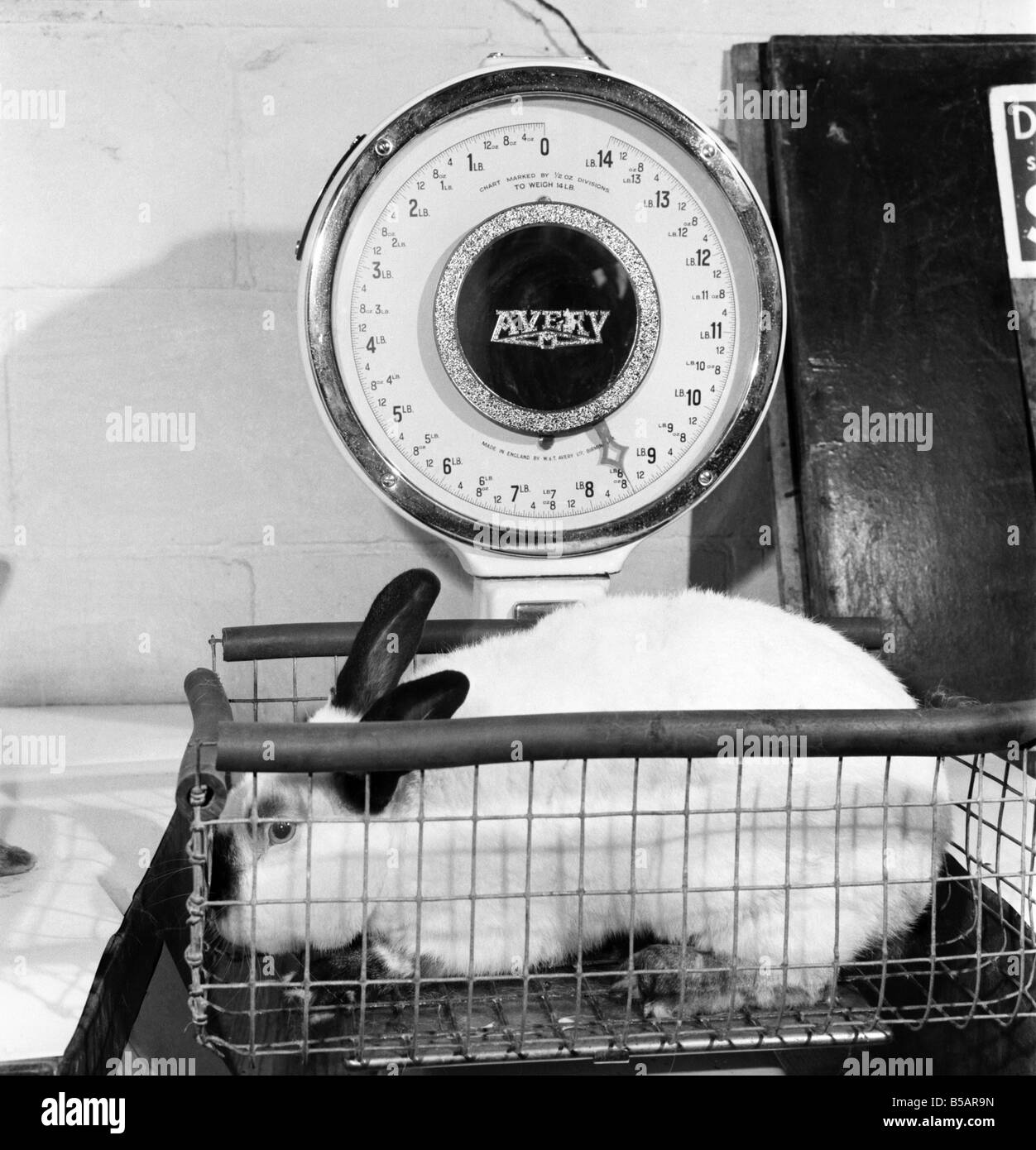 Slaughter of a rabbit hi-res stock photography and images - Alamy