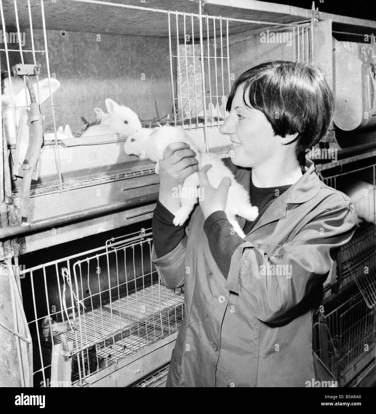 Slaughter of a rabbit hi-res stock photography and images - Alamy