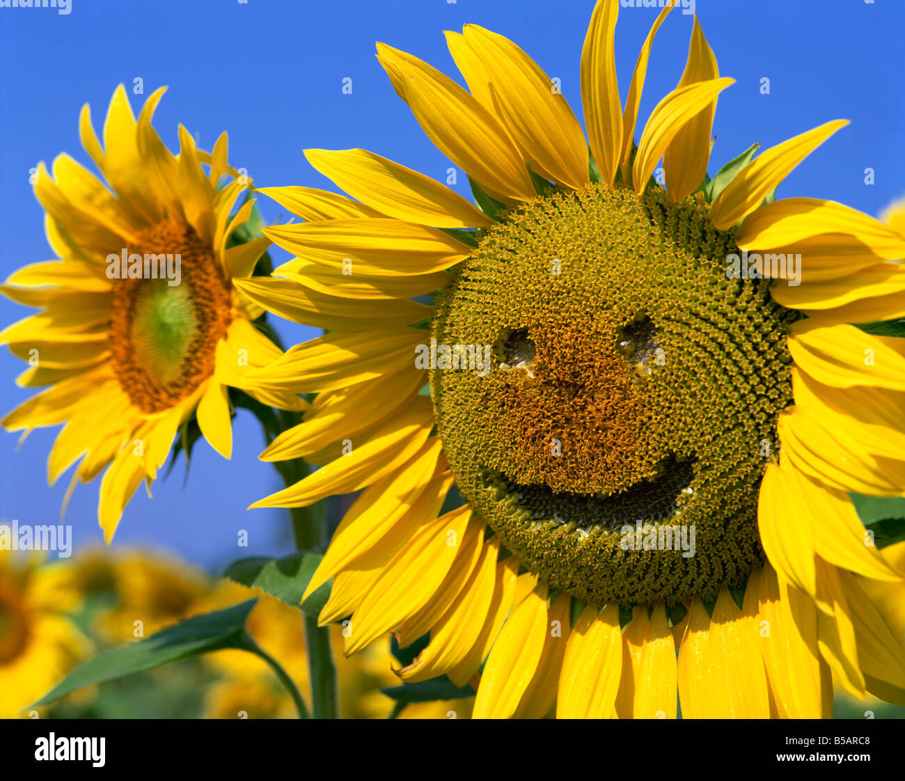 Smiling humor humour hi-res stock photography and images - Alamy