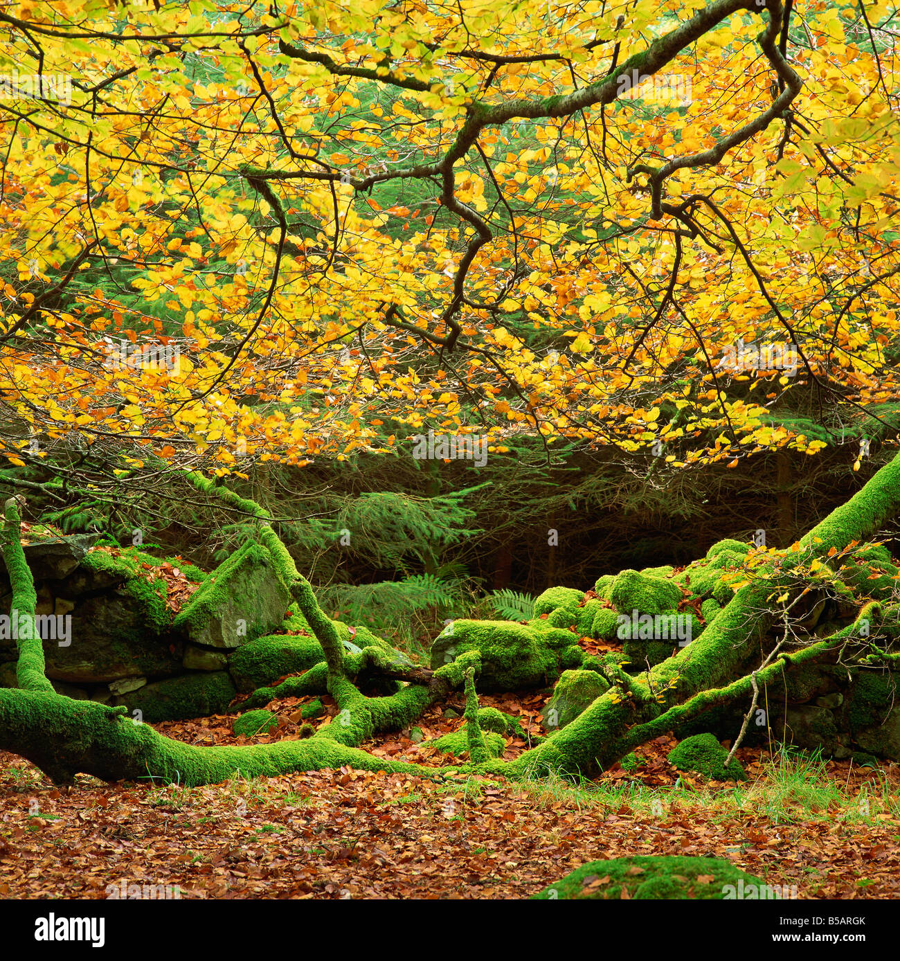 Beech trees and fall foliage with lichen on fallen branches R Rainford ...