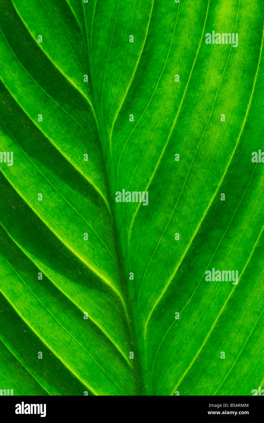 L is for leaf hi-res stock photography and images - Alamy
