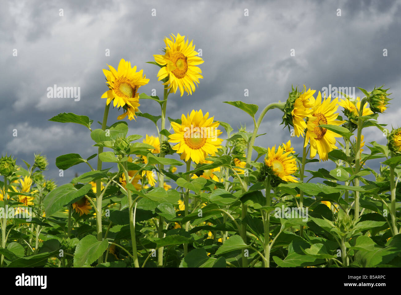 Field full of sunflowers with a storm coming up Stock Photo - Alamy