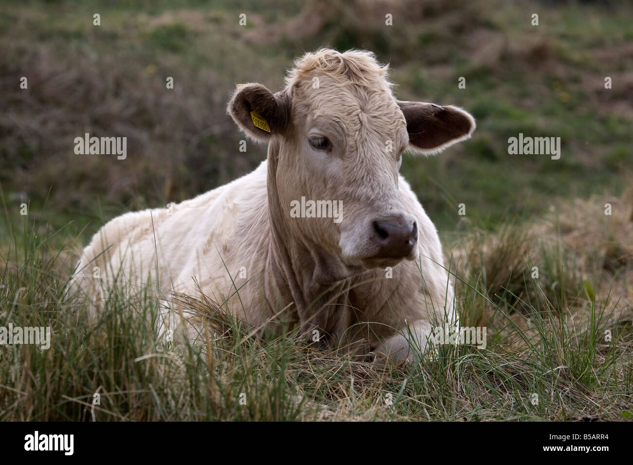 Polly joke hi-res stock photography and images - Alamy