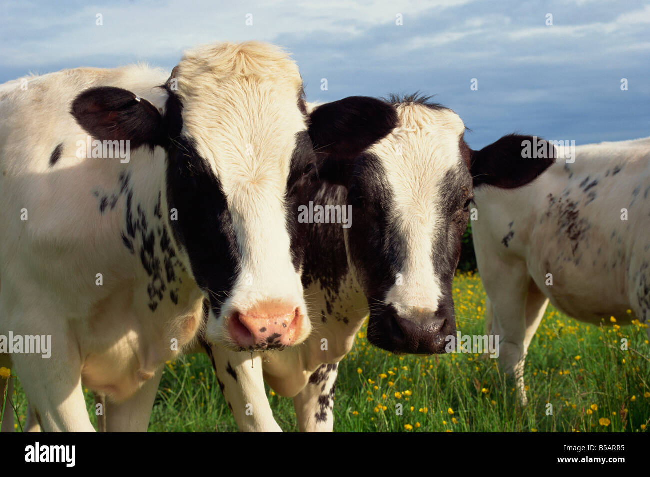 Bayne hi-res stock photography and images - Alamy