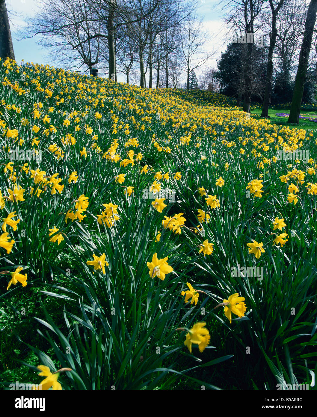 Daffodils in spring J Bright Stock Photo - Alamy