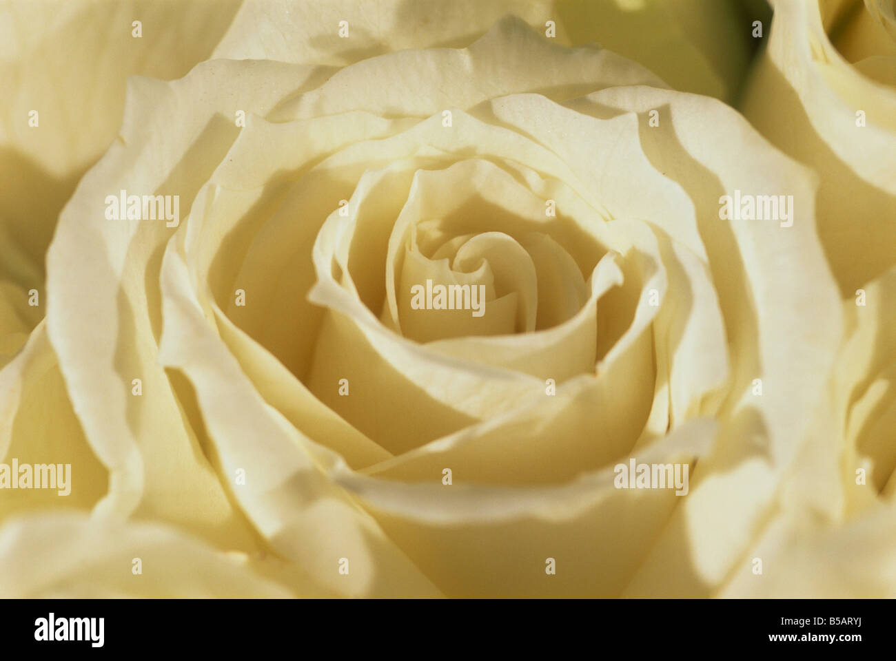 White corolla hi-res stock photography and images - Alamy