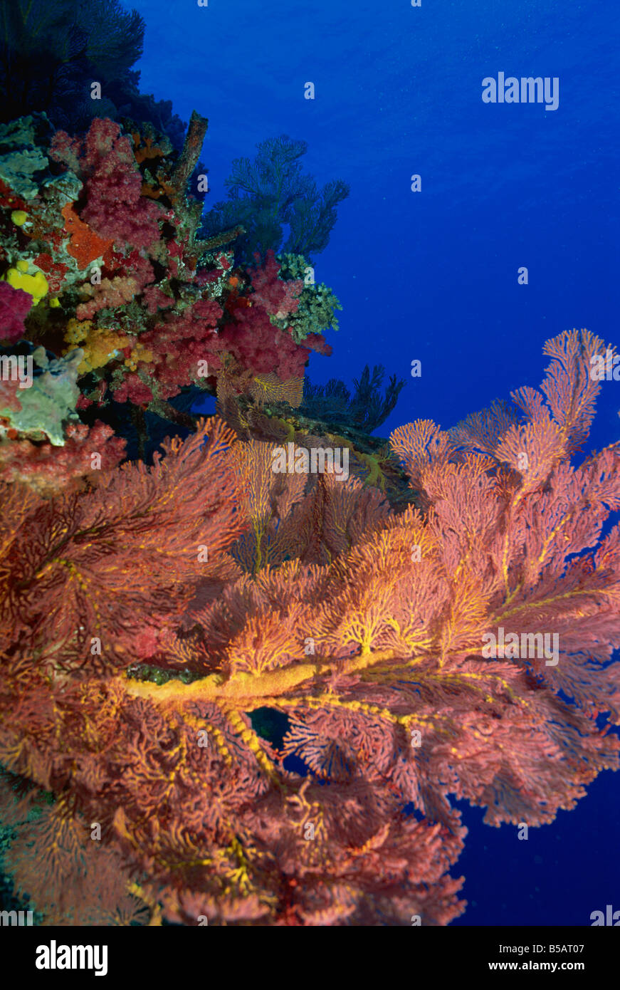 Seafan and soft coral L Murray Stock Photo - Alamy