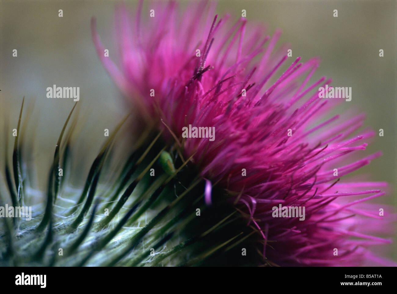 The scottish thistle hi-res stock photography and images - Alamy