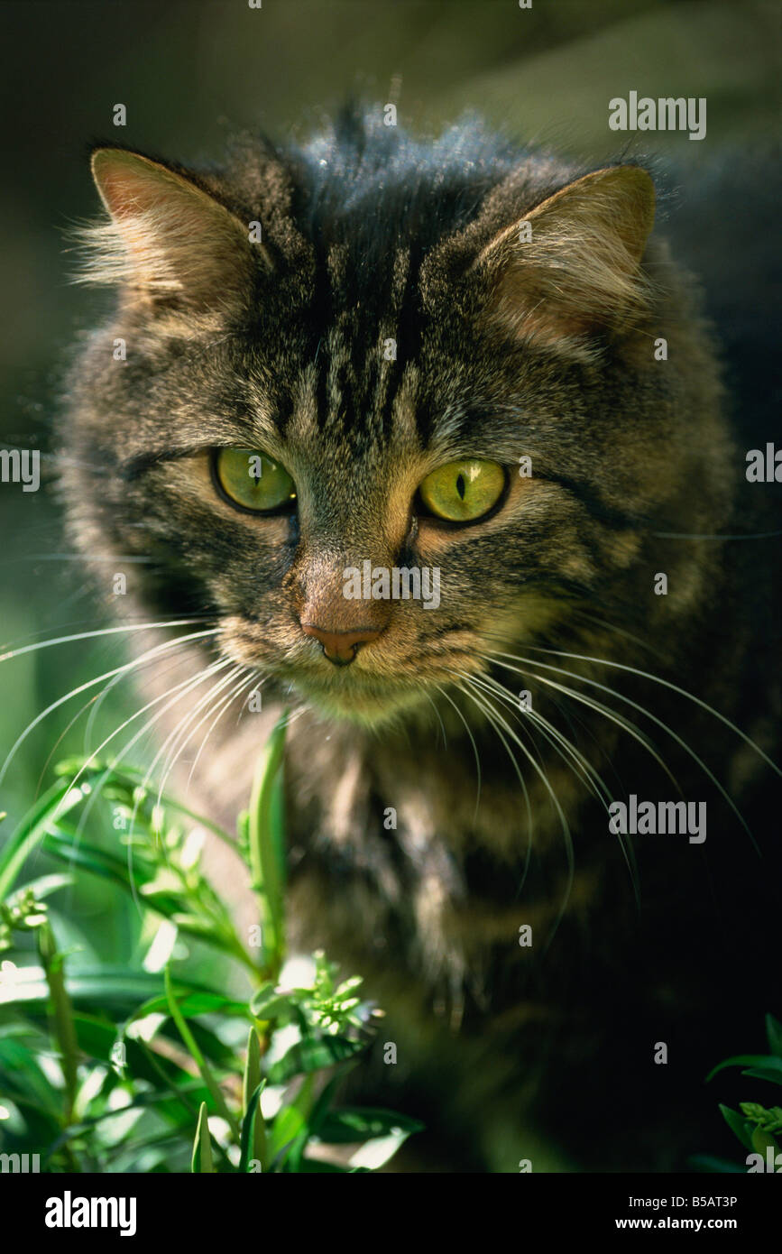 Pet cat history hi-res stock photography and images - Alamy