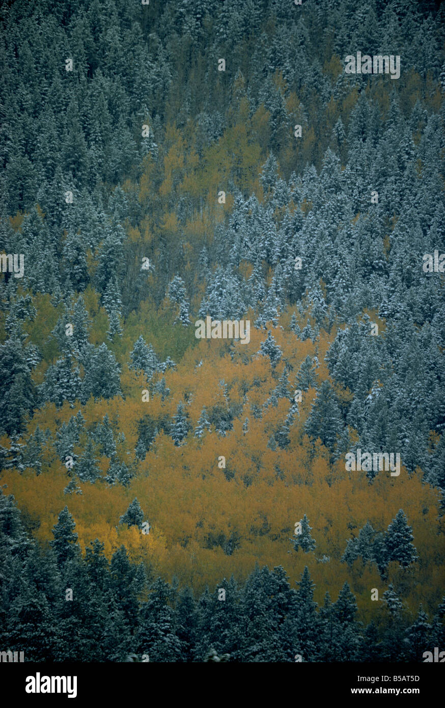 Aerial view over section of forest in autumn Stock Photo - Alamy
