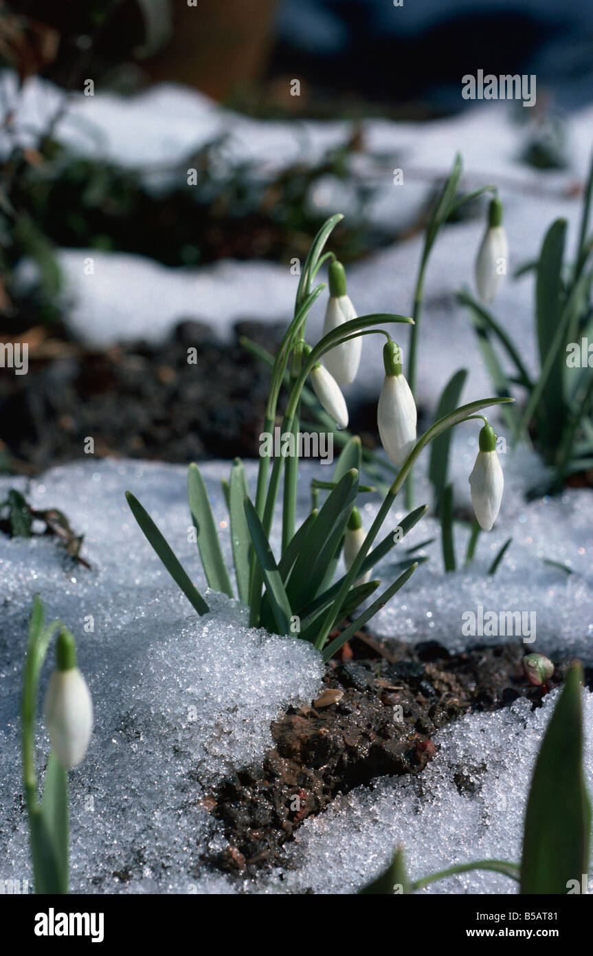 Snowdrops in spring Stock Photo - Alamy