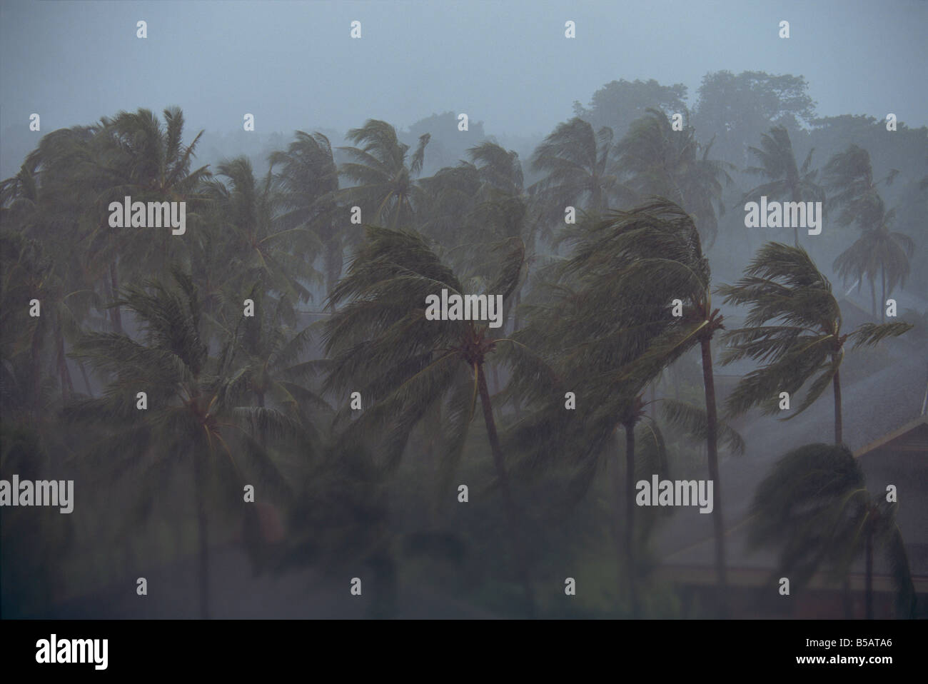 Palm trees blowing in a tropical storm J Miller Stock Photo - Alamy