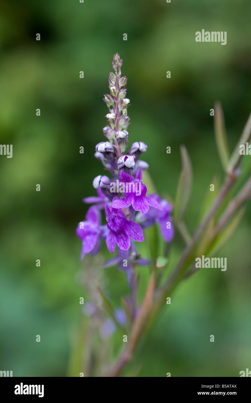 Purple toadflax linaria hi-res stock photography and images - Alamy