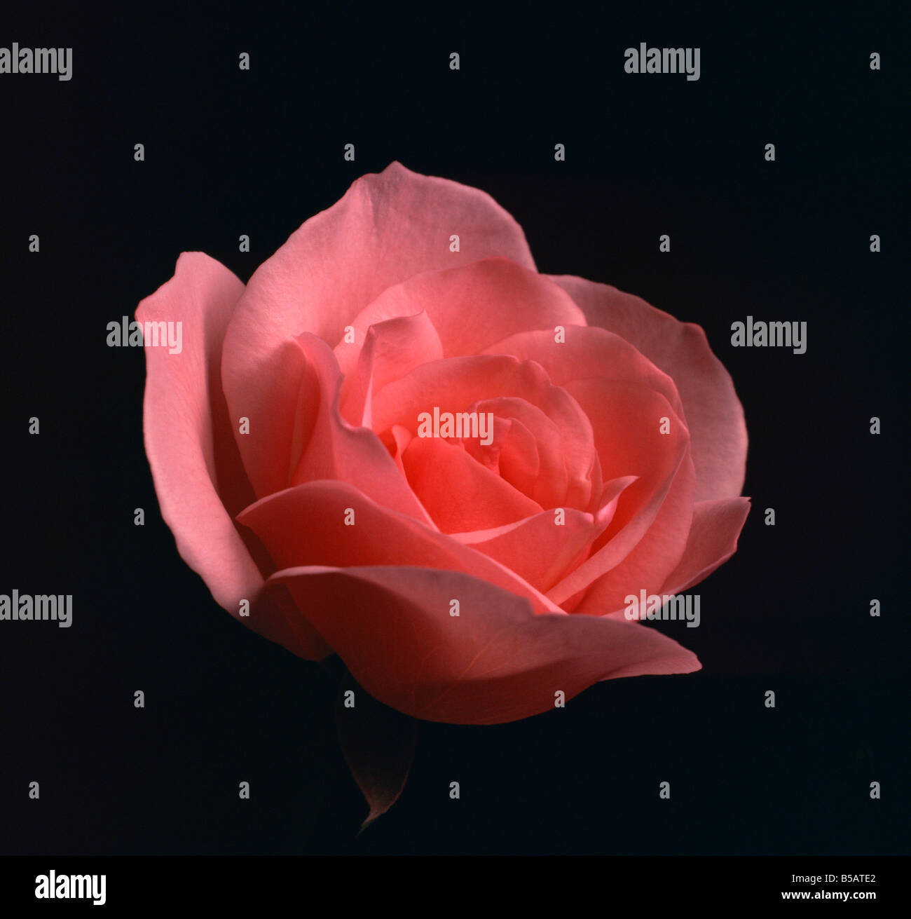 Single pink rose Stock Photo - Alamy