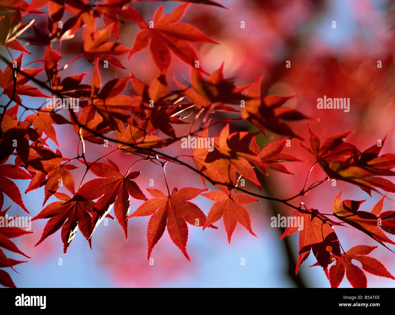 Autumn leaves taken in October acer palmatum Stock Photo - Alamy