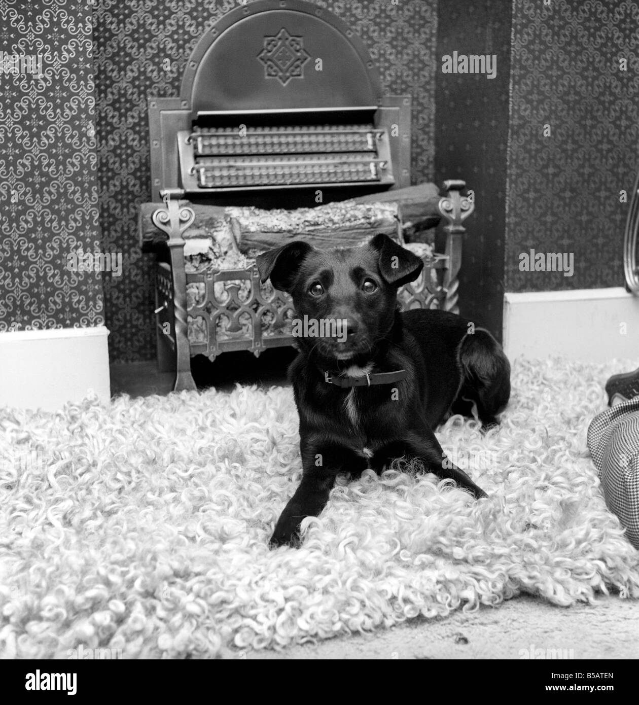 Lost pets Black and White Stock Photos & Images - Alamy