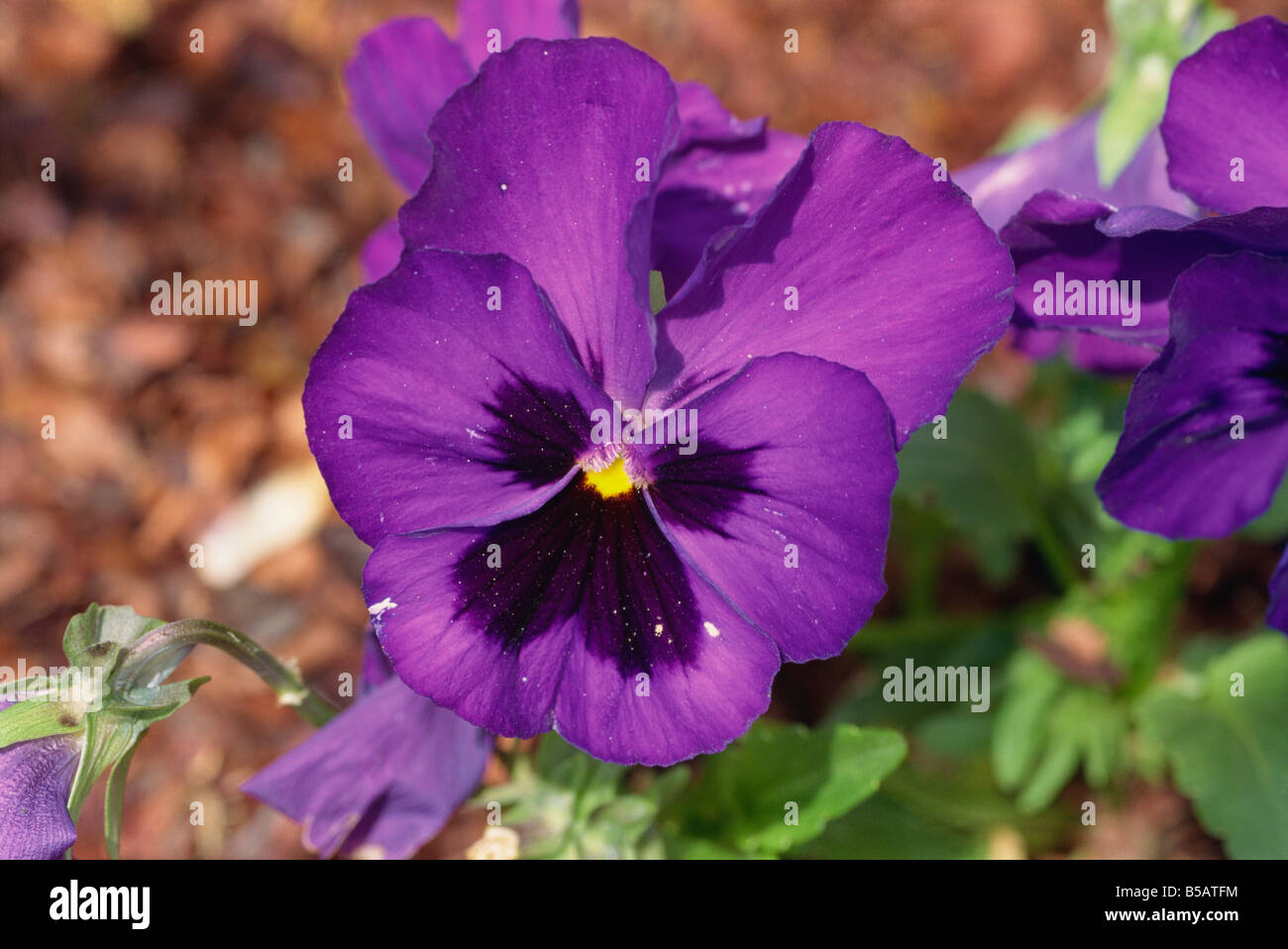 Close up of pansy purple face M H Black Stock Photo - Alamy