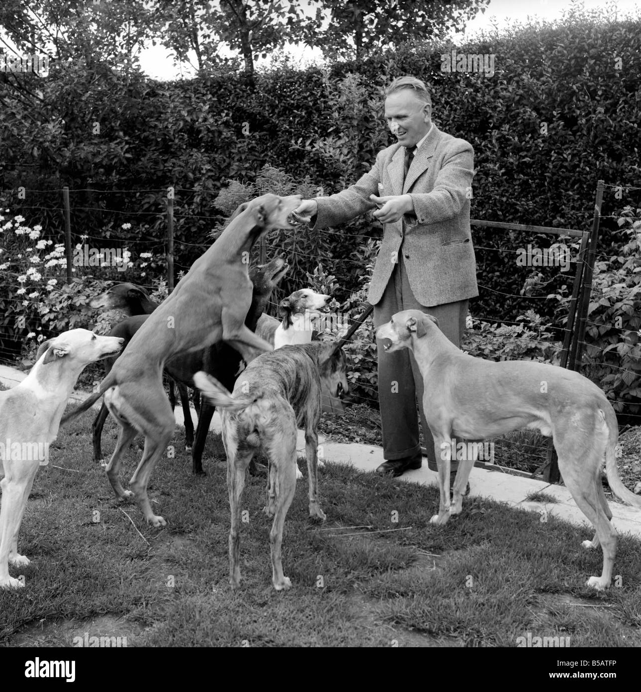 Black And White Racing Greyhound