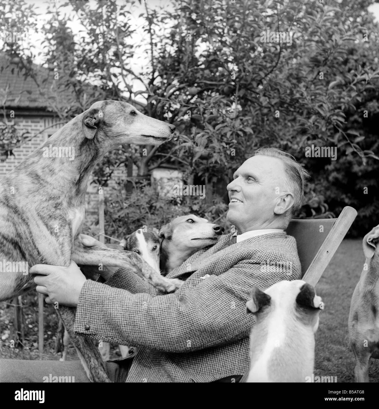 Greyhound dogs hi-res stock photography and images - Alamy