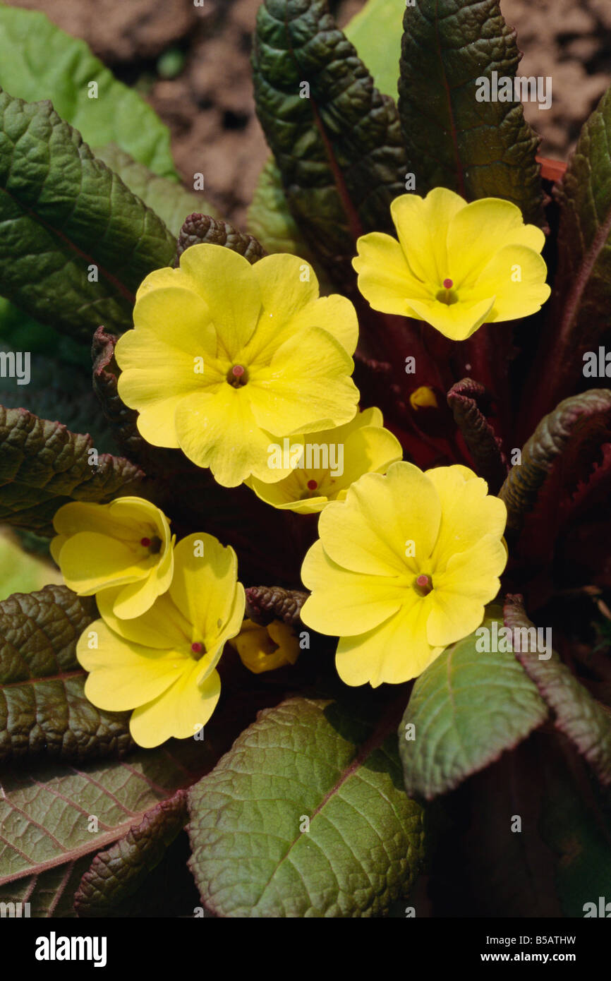 Primula wanda plant hi-res stock photography and images - Alamy