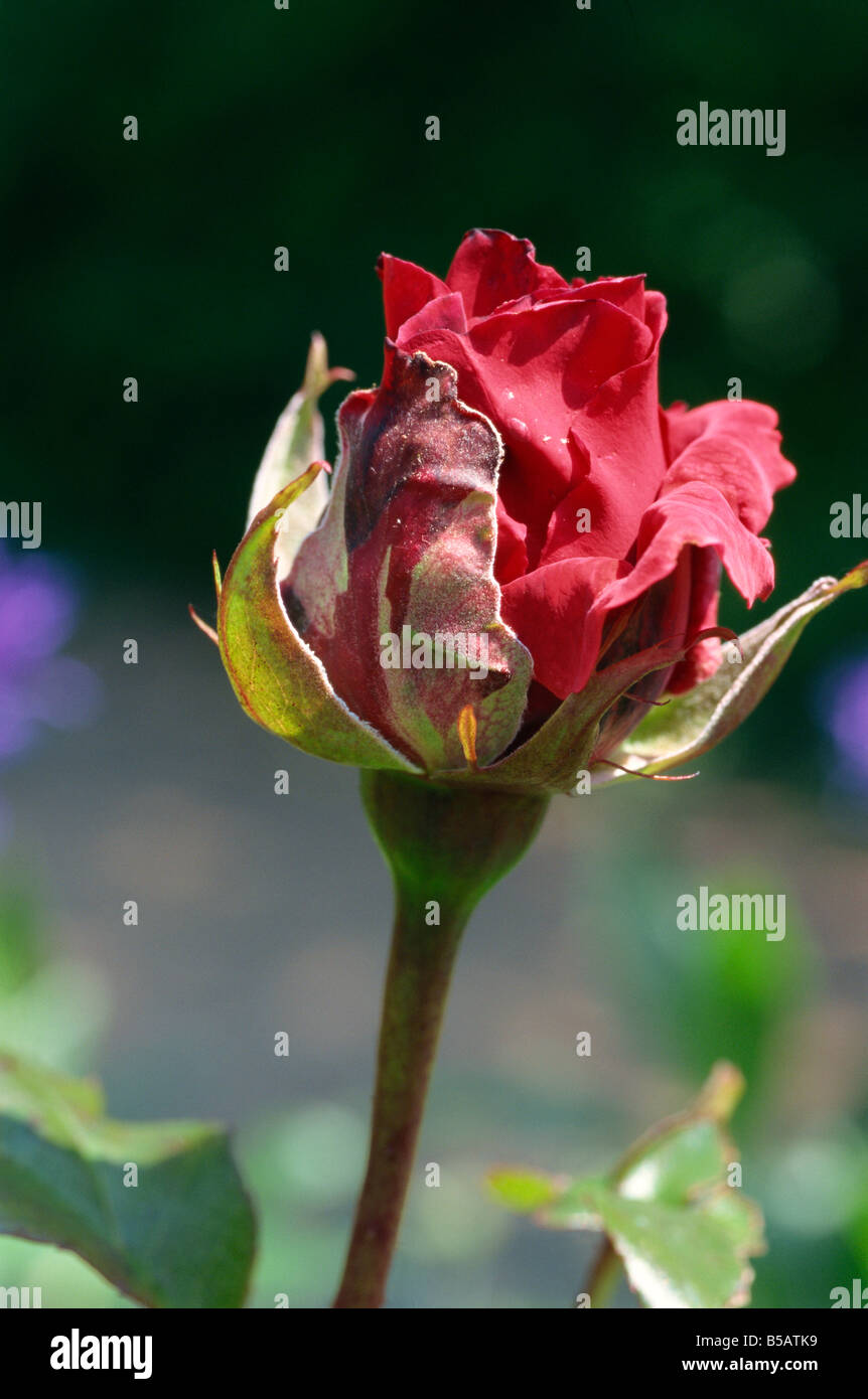 Frost damage rose hi-res stock photography and images - Alamy