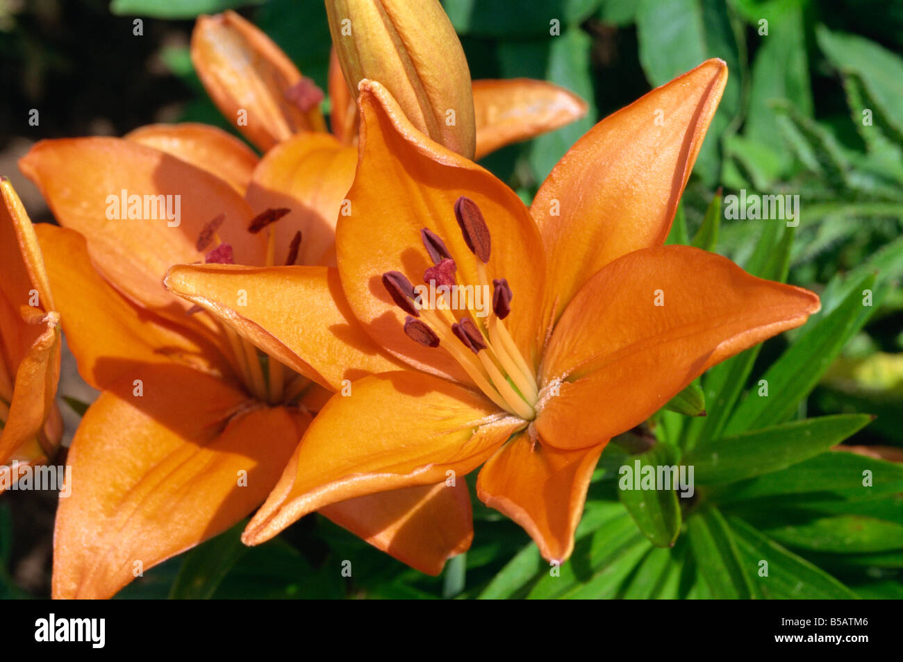 Close up of orange flowers of lilies Lilium Speciosum taken in June in ...