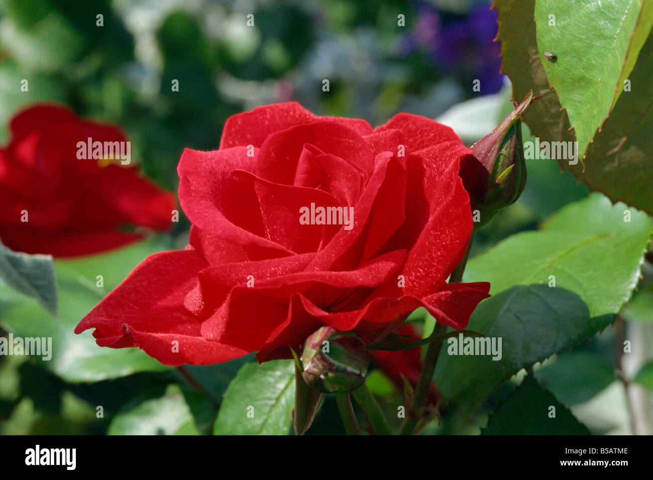 2633 m hi-res stock photography and images - Alamy