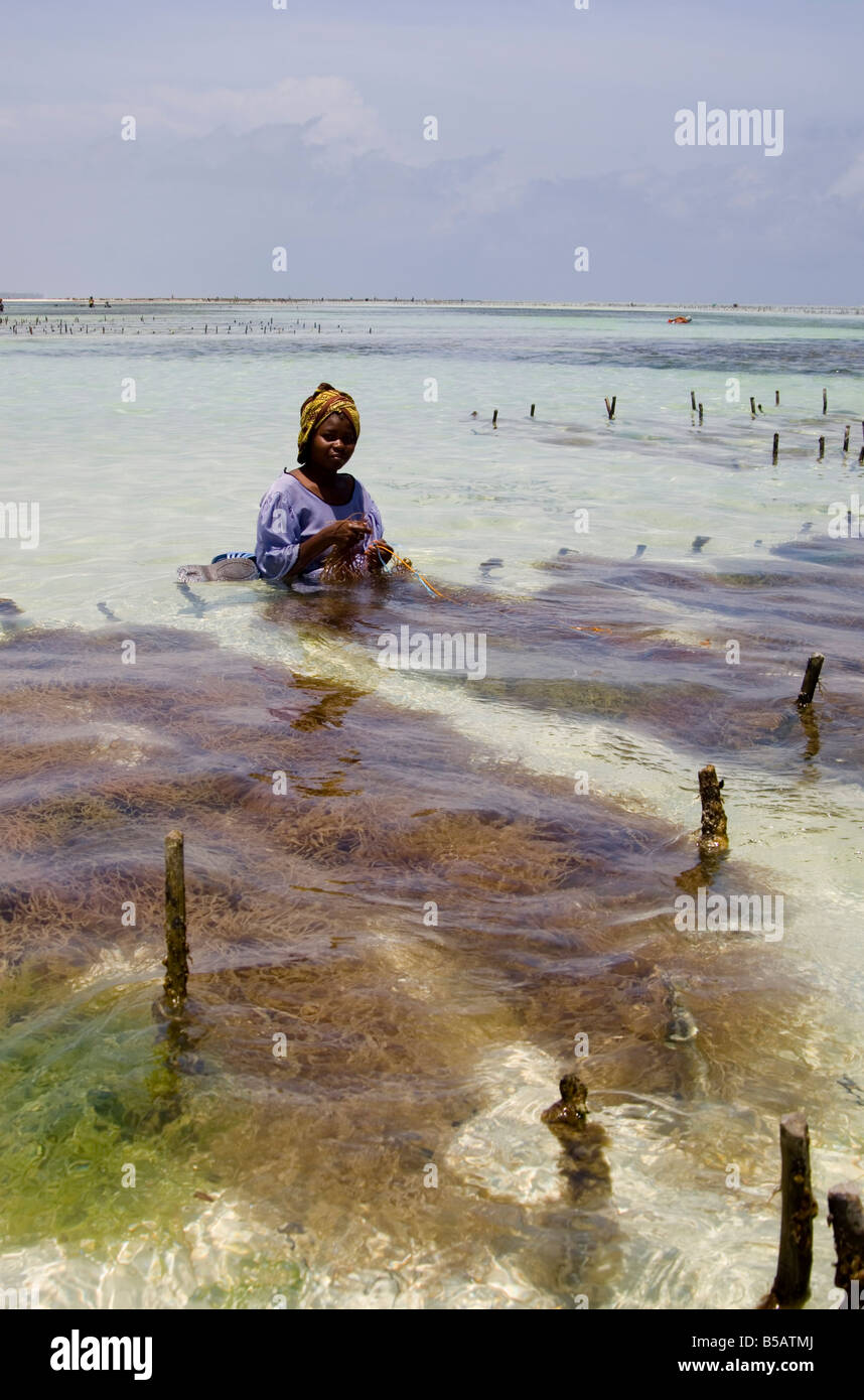 Harvesting the seas hi-res stock photography and images - Alamy