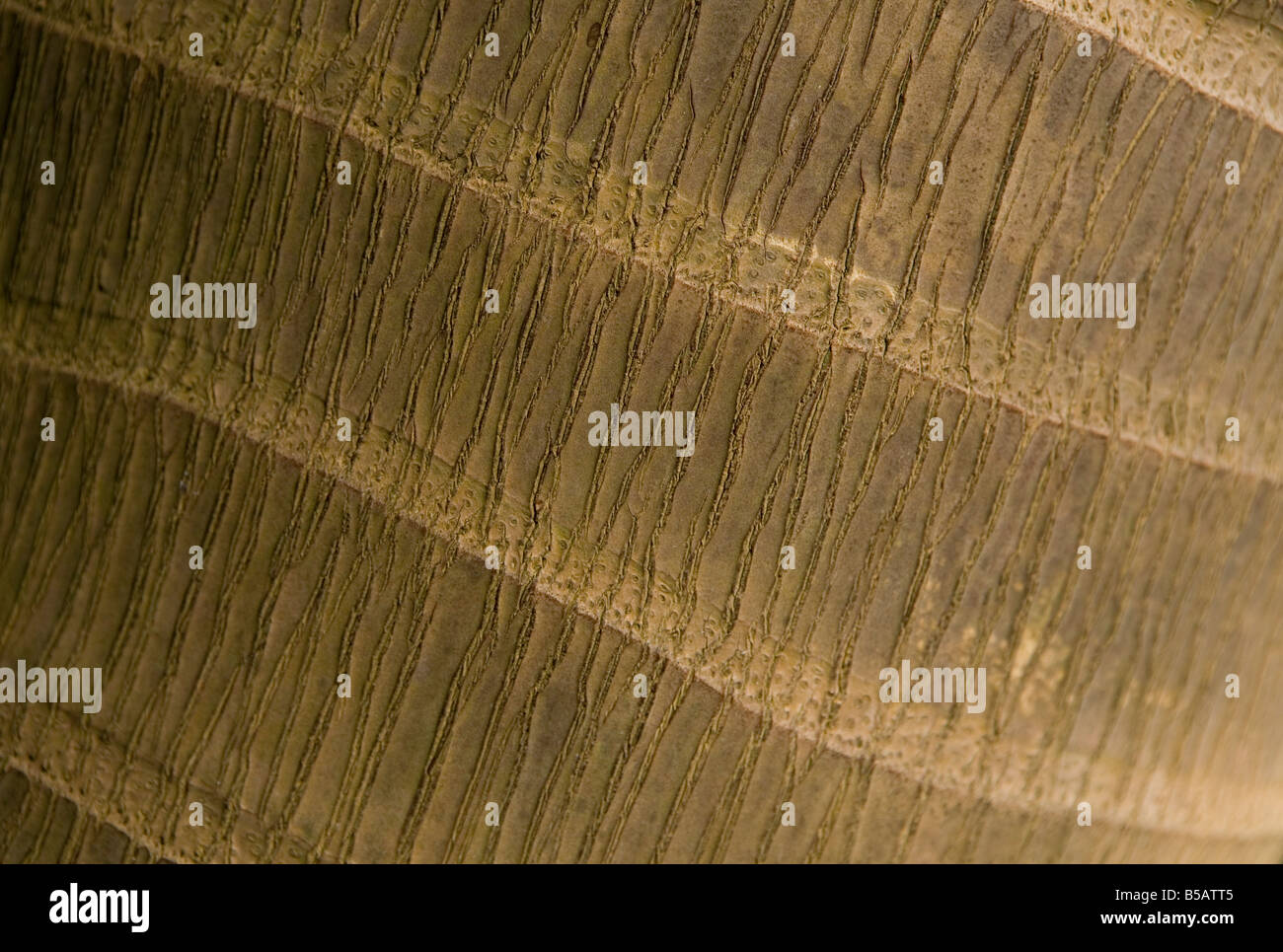 Palm tree bark hi-res stock photography and images - Alamy