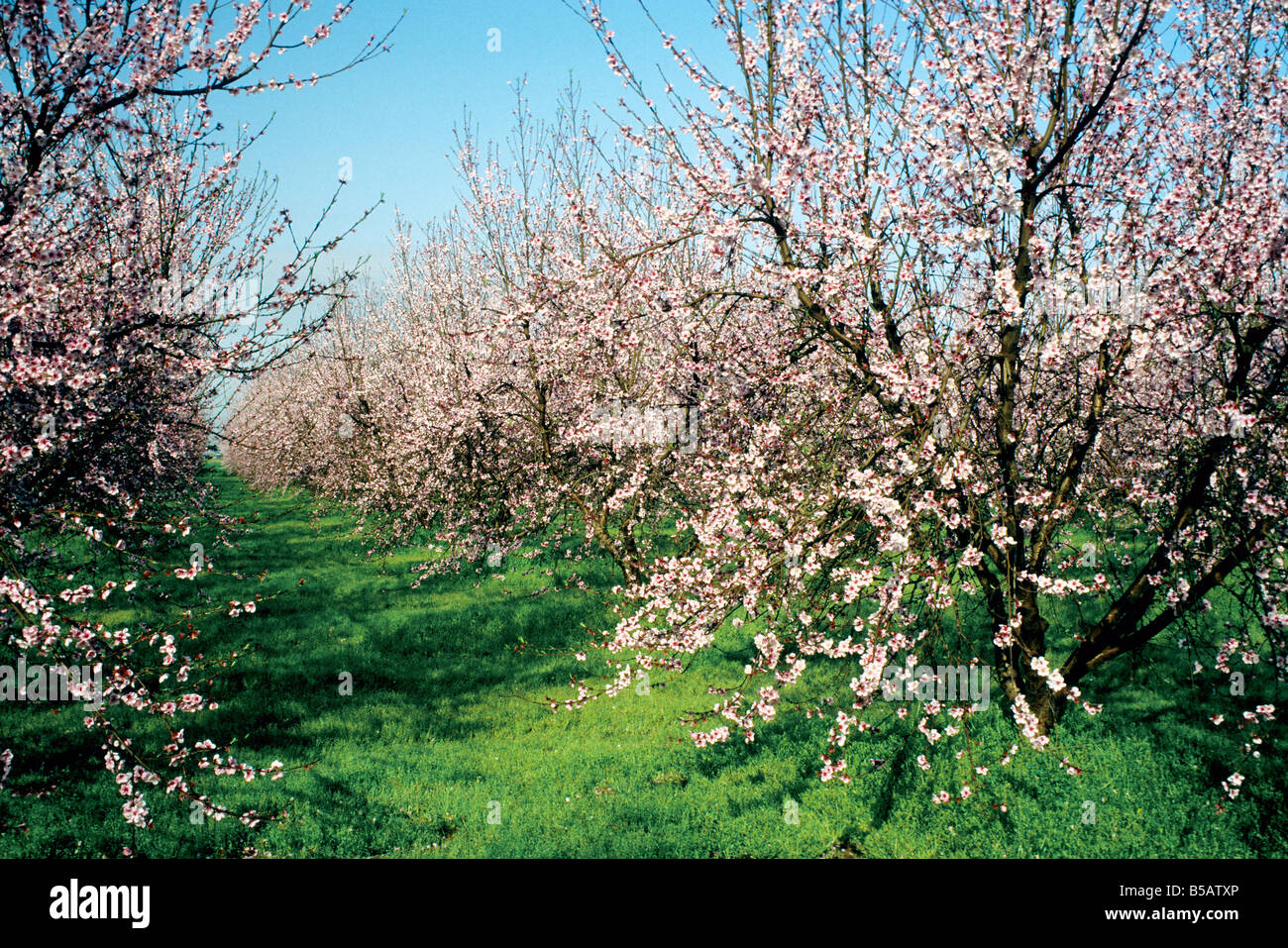 Peach orchard hi-res stock photography and images - Alamy