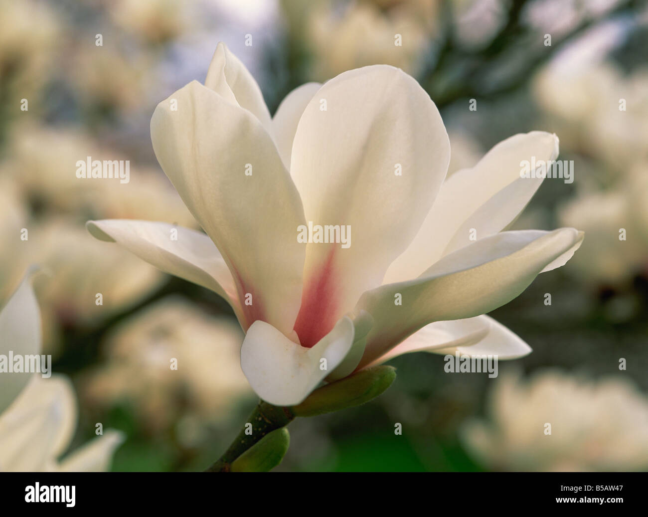 Close up magnolia blossom Stock Photo - Alamy